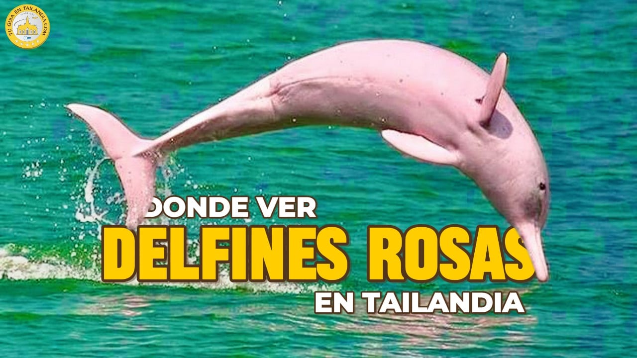 DELFINES ROSAS EN TAILANDIA: Un espectáculo único que no te puedes ...
